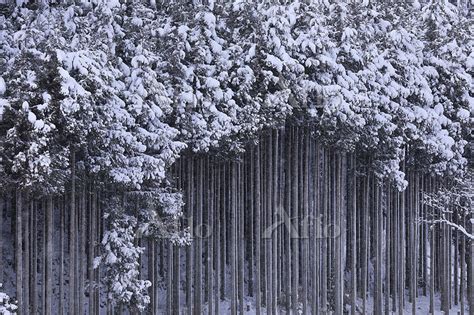 雪積もる北山杉 京都府 154797023 の写真素材 アフロ