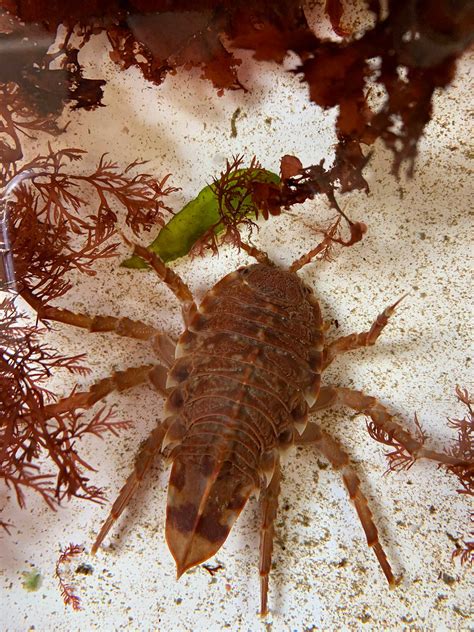 Dive Tending Cas Antarctica