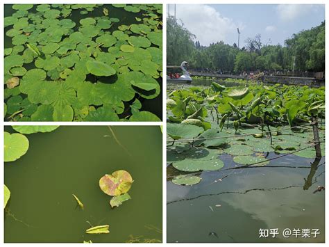 超美国画绘本《一颗莲子的生命旅程》讲述自然之力量 知乎