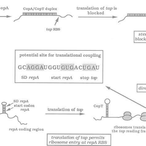 A Model For The Involvement Of Tap In Replication Control Of Plasmid