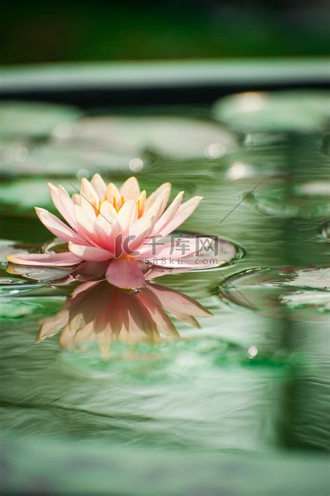 美丽的粉红色睡莲或莲花花在池塘里高清摄影大图 千库网