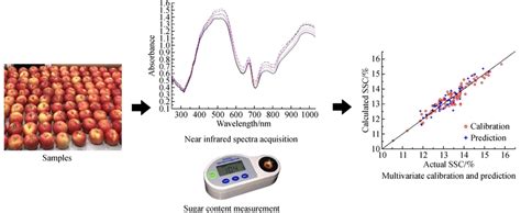 Schematic Diagram Of Experimental Procedures Using Nir Spectroscopy For Download Scientific