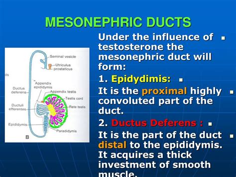 Ppt Genital System Powerpoint Presentation Free Download Id6525714