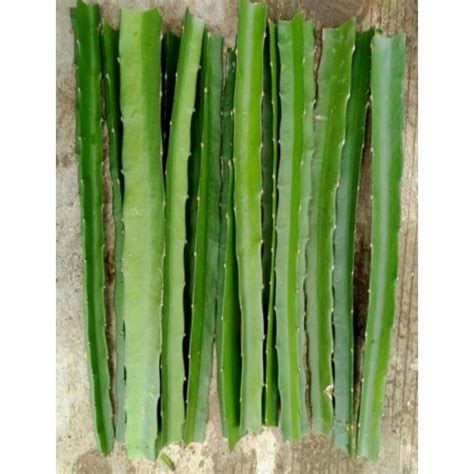 Dragon Fruit Stem Sapling For Plantation Packaging Type Loose At ₹ 30 Piece In Radhapuram
