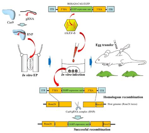 Schematic Representation Of Recombinant Adeno Associated Virus 6