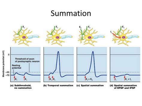 Ppt Postsynaptic Potentials Powerpoint Presentation Free Download Id 2420988