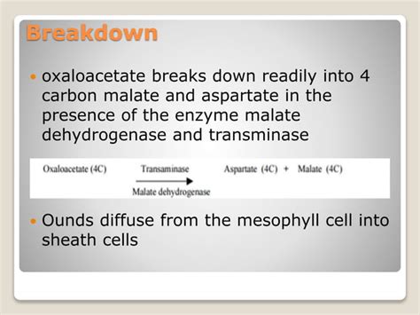 C3cycle And C4 Cycle Pptx