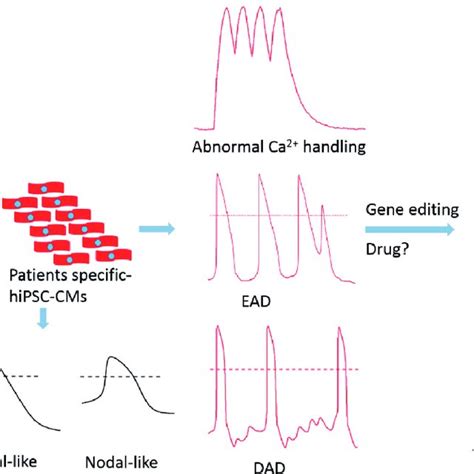 Hipsc Cm Based Modeling Of Human Genetic Cardiac Diseases