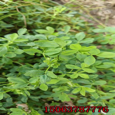 苜蓿草籽一平方多少千克 知识早知道 新闻中心 济宁百利鑫草业有限公司
