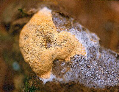 Chapter2a Protozoan Pseudofungi