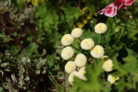 Многолетние цветы не требующие ухода