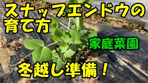 スナップエンドウの育て方 冬越し準備 How to grow snap peas Preparing for winter YouTube