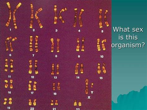 Ppt Cellular Reproduction Powerpoint Presentation Free Download Id