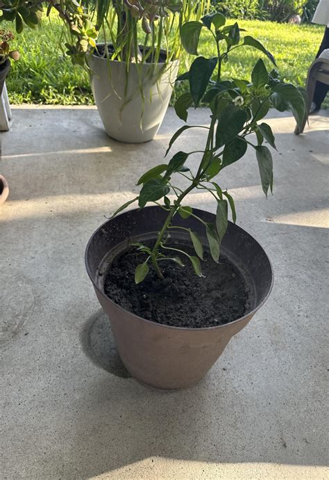 First Time Pepper Grower How Am I Doing Dining And Cooking