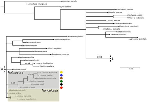 A 50 Consensus Tree From Bayesian Inference Bi Analysis Posterior