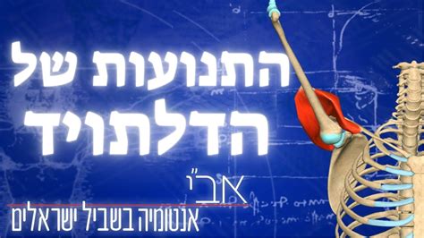 תנועות של שריר הדלתויד Youtube
