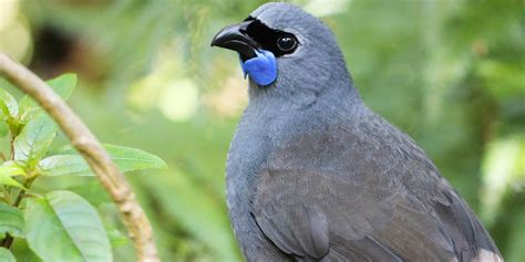 Kokako
