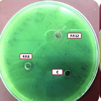 Antibacterial Activity Of Cell Free Supernatant Of Lactococcus Against