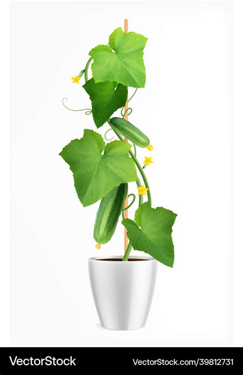 Cucumber Plant Royalty Free Vector Image Vectorstock