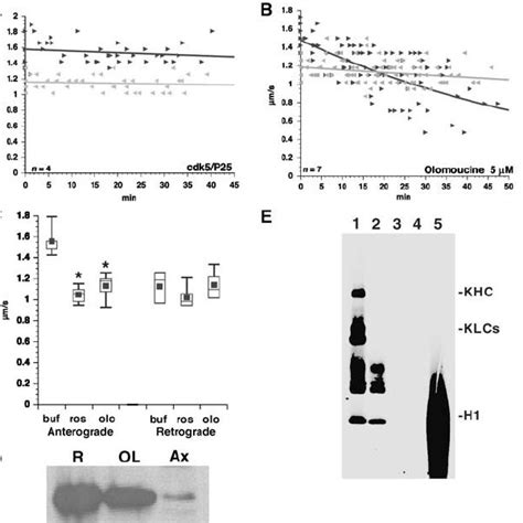 Sustained Cdk5 Activity Is Required For Maintenance Of Kinesin Driven Download Scientific