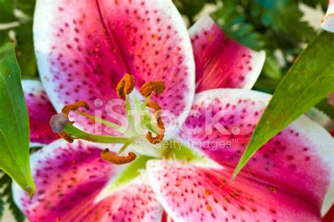 Stargazer Lily Stock Photo Royalty Free Freeimages