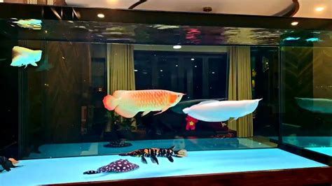 Arowana Tank Setup Pictures