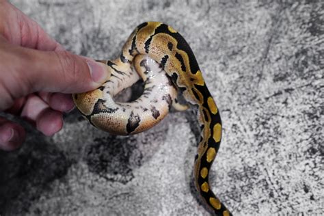 Normal 100 Het Candy Poss Bongo Enchi Reality Ball Python
