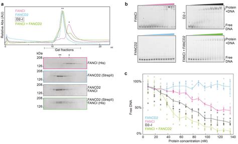 Fancd2 And Fanci Oligomerization State And Dna Binding Activity A Download Scientific Diagram