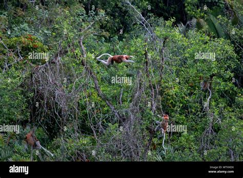 Monkey Jumping From Tree Hi Res Stock Photography And Images Alamy