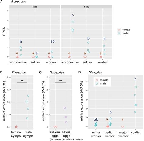 Sex Specific Expression Patterns Of Rspe Dsx And Ntak Dsx A Reads Download Scientific