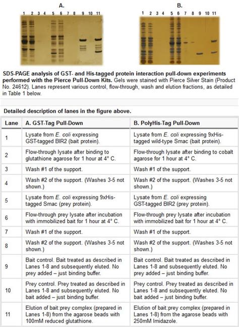 Pierce™ Gst Protein Interaction Pull Down Kit