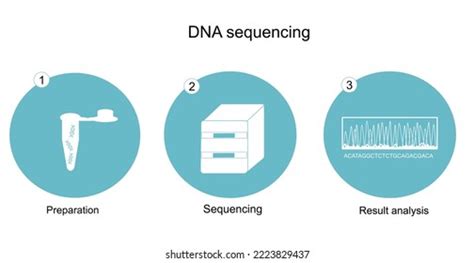 Dna Sequencing Workflow Preparation Sequencing Result Stock Vector