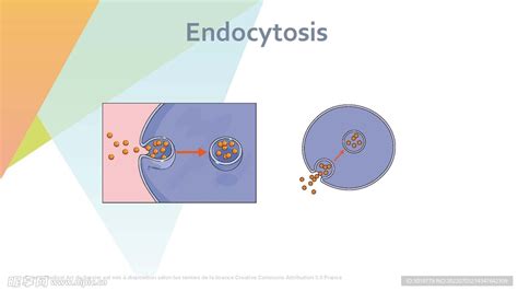 细胞生物学和组织学设计图 广告设计 广告设计 设计图库 昵图网