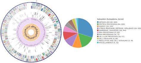 Graphical Display Of Bacterial Genome Annotation A Circular Download Scientific Diagram