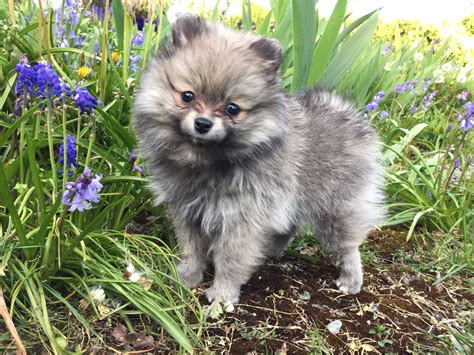 Wolf Sable Pomeranian Puppies