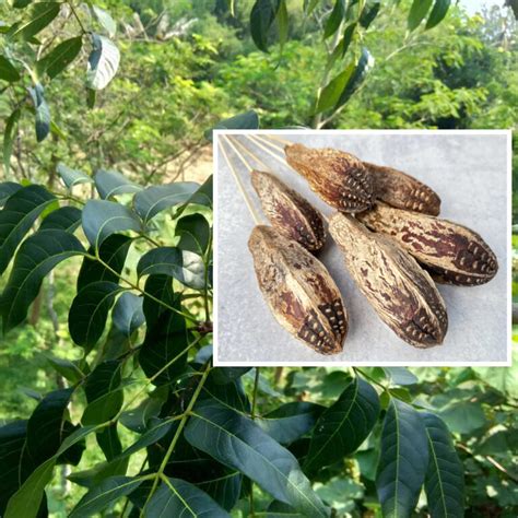 13 Trees With Seed Pods Found In North America Mygardenchannel
