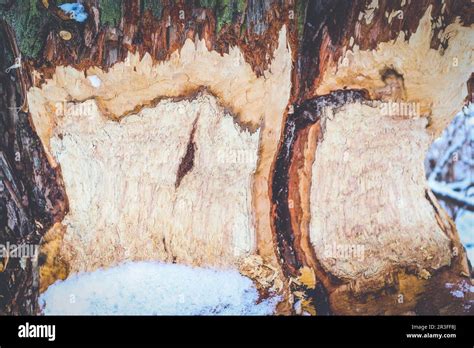 Tree Ate By Beaver Stock Photo Alamy