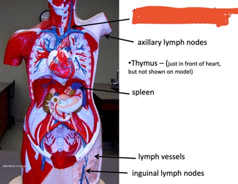 Lab Lymphatic System Flashcards Quizlet