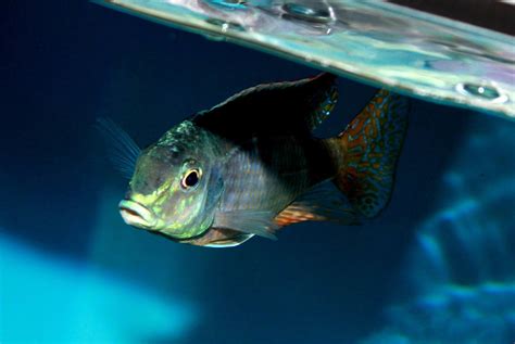 Lethrinops Microstoma Kande 15 18cm Africa Premium Offspring