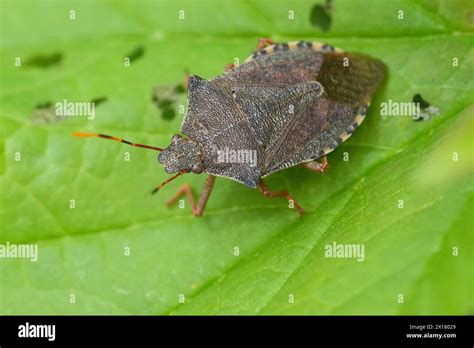 Natural Closeup On The Brown Colored Dock Leaf Bug Arma Custos Sitting