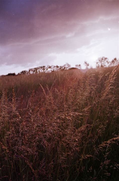 무료 이미지 경치 자연 수평선 산 구름 식물 하늘 태양 해돋이 일몰 들 햇빛 아침 잎 언덕 꽃 새벽 황혼 저녁 가을 농업 농촌 지역