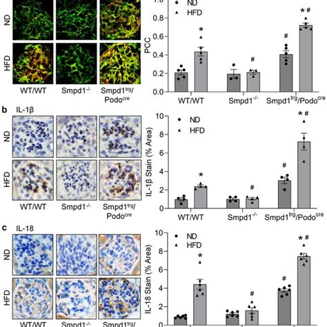 Hfd Induced Nlrp3 Inflammasome Activation In Glomeruli Abolished By Download Scientific Diagram