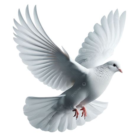 배경으로 공중을 나는 흰 비둘기 흰색 배경으로 공중을 나는 흰 비둘기 날아다니는 흰돼지 흰색 배경으로 공중을 나는 비둘기 Png 일러스트 및 이미지 에 대한 무료