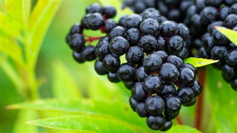 Elderberry Bush Chestnut Hill Nursery
