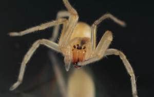 Yellow Sac Spider Appearance Behavior Treatment Croach®