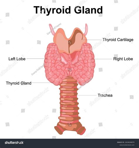 Thyroid Gland Label Illustration Vector Stock Vector Royalty Free