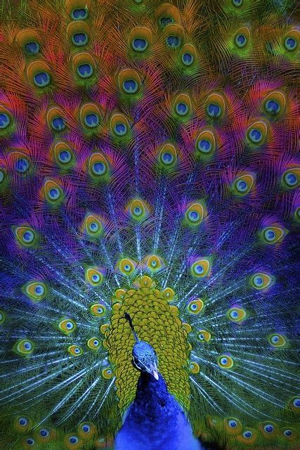 296 Best Birds Peacocks In All Colors Images On Pinterest