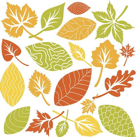 Best Aspen Leaf Illustrations Royalty Free Vector Graphics And Clip Art
