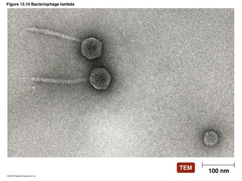 Characterizing And Classifying Viruses Viroids And Prions Ppt Download