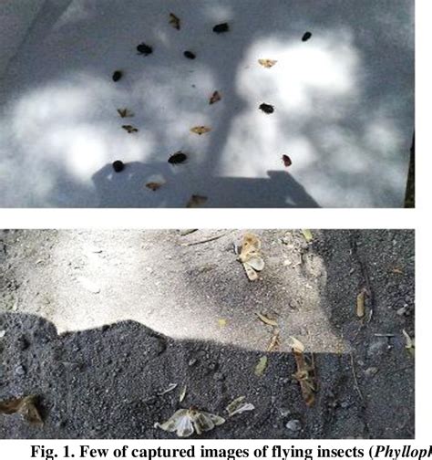 Figure 1 From Insect Identification Among Deep Learnings Meta Architectures Using Tensor Flow